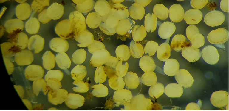 Juvenile freshwater pearl mussels return to their home river in Isojoki ...