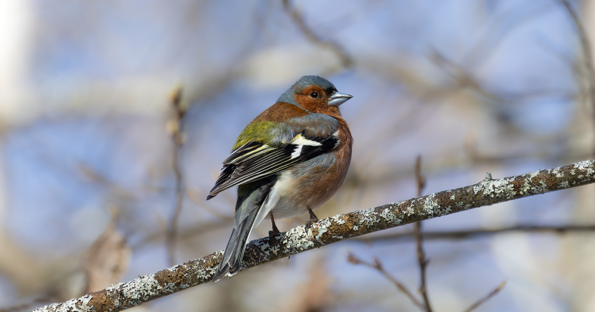 Muuttolintujen kevät -sovellus saavutti suursuosion | Jyväskylän yliopisto