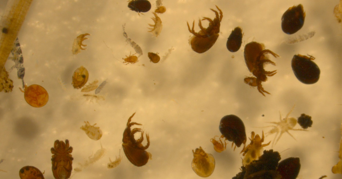 Ecology and functioning of soil decomposer animals | University of ...