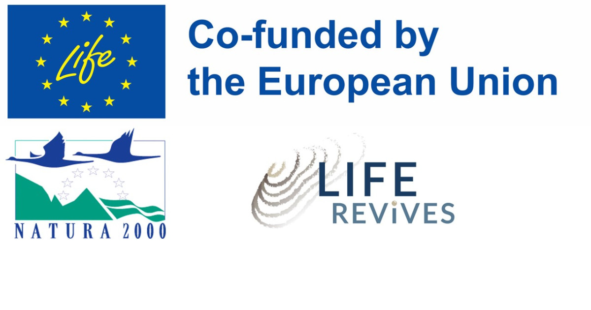 LIFE Revives: Reviving freshwater pearl mussel populations and their ...