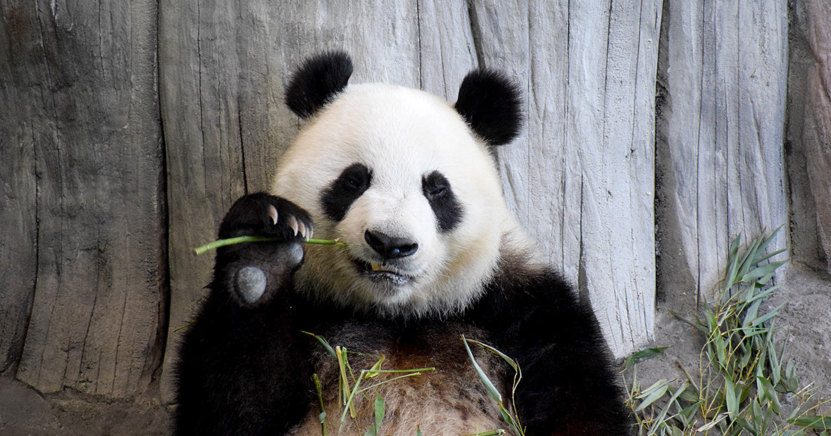 Giant pandas’ distinctive black and white markings provide effective ...